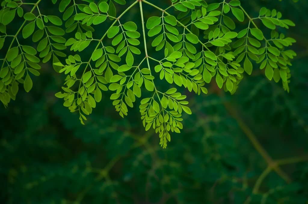 moringa powder for detoxification