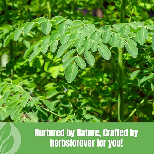 moringa powder for weight management