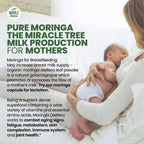 Moringa powder rich in nutrients