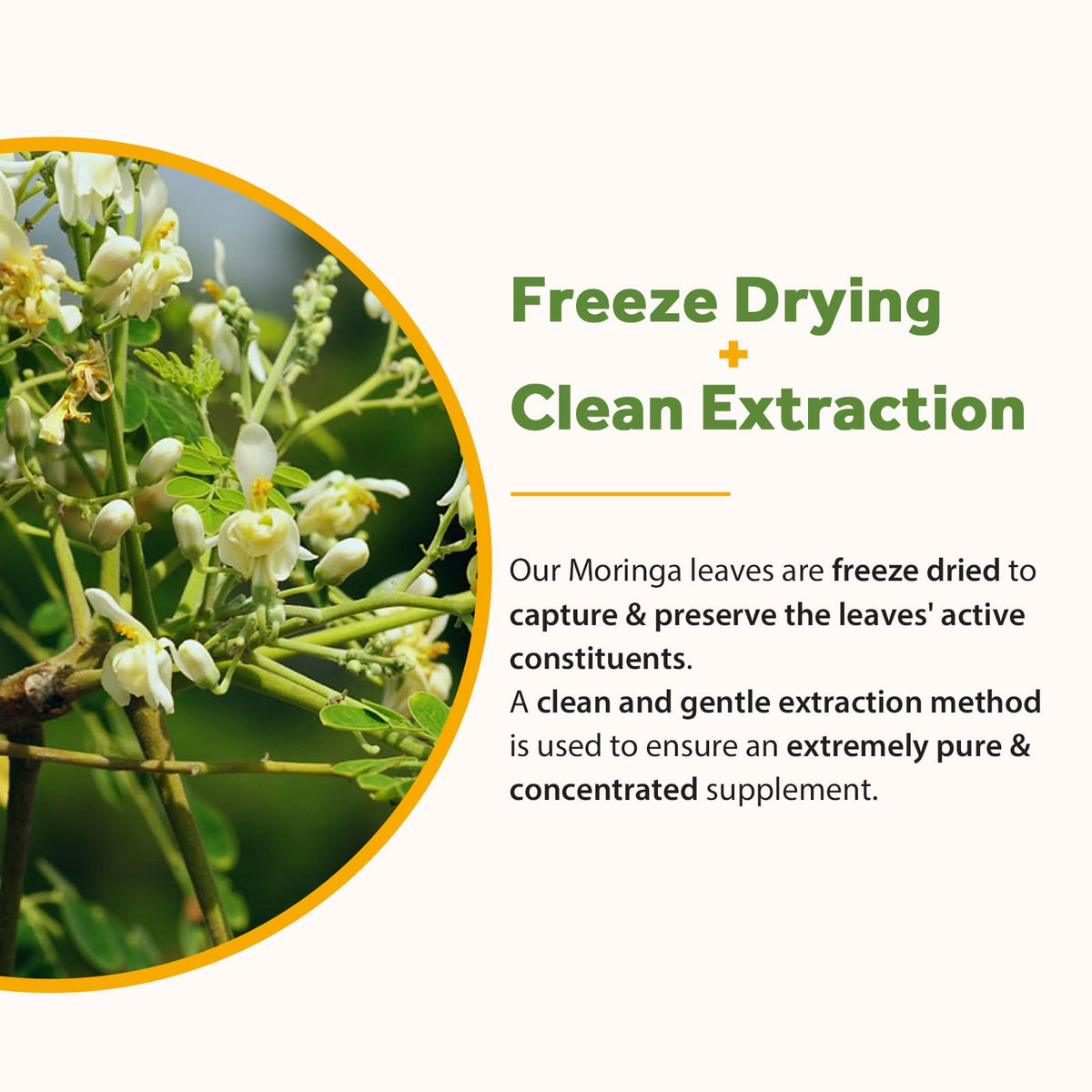 moringa superfood for plant-based diets