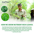 moringa tea bags for daily hydration