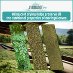 Moringa tea bags for detox support