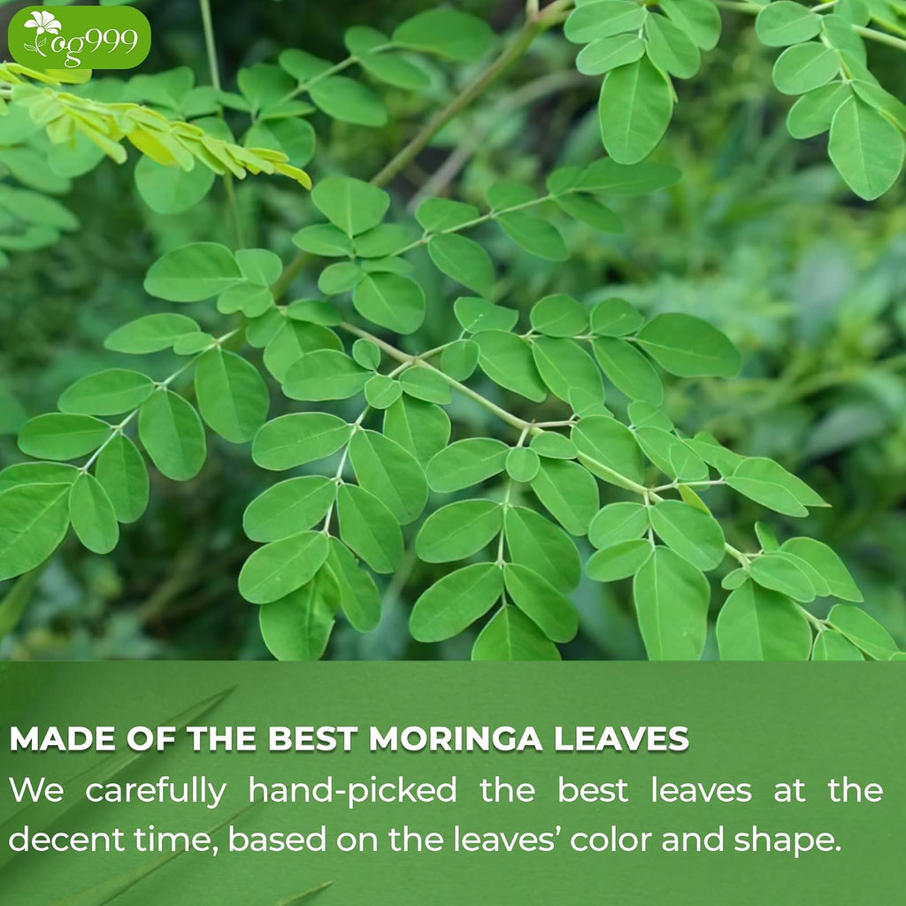 Moringa tea bags for detox