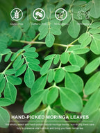 Moringa tea bags rich in nutrients
