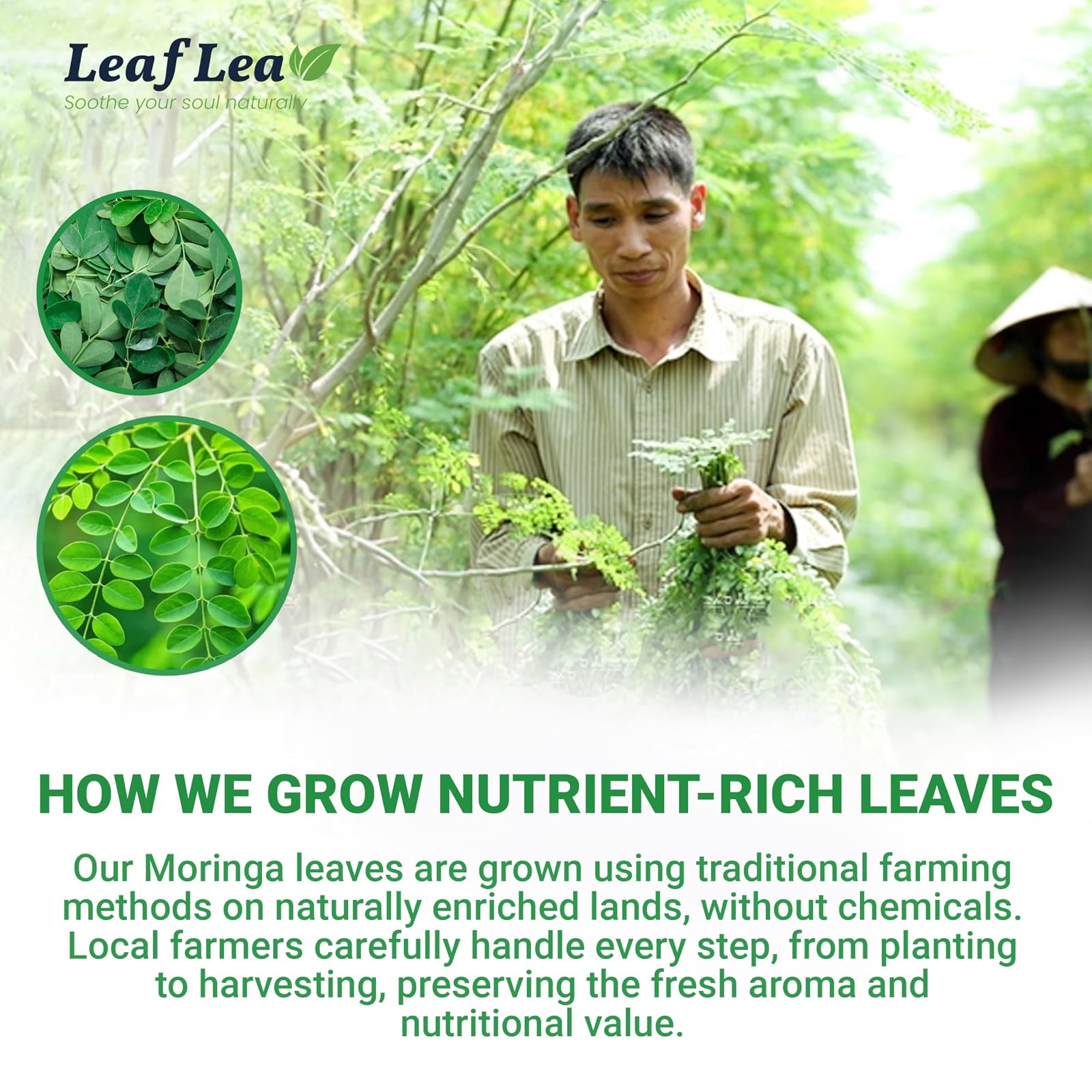moringa tea bags rich in nutrients