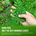 moringa tea for energy boost