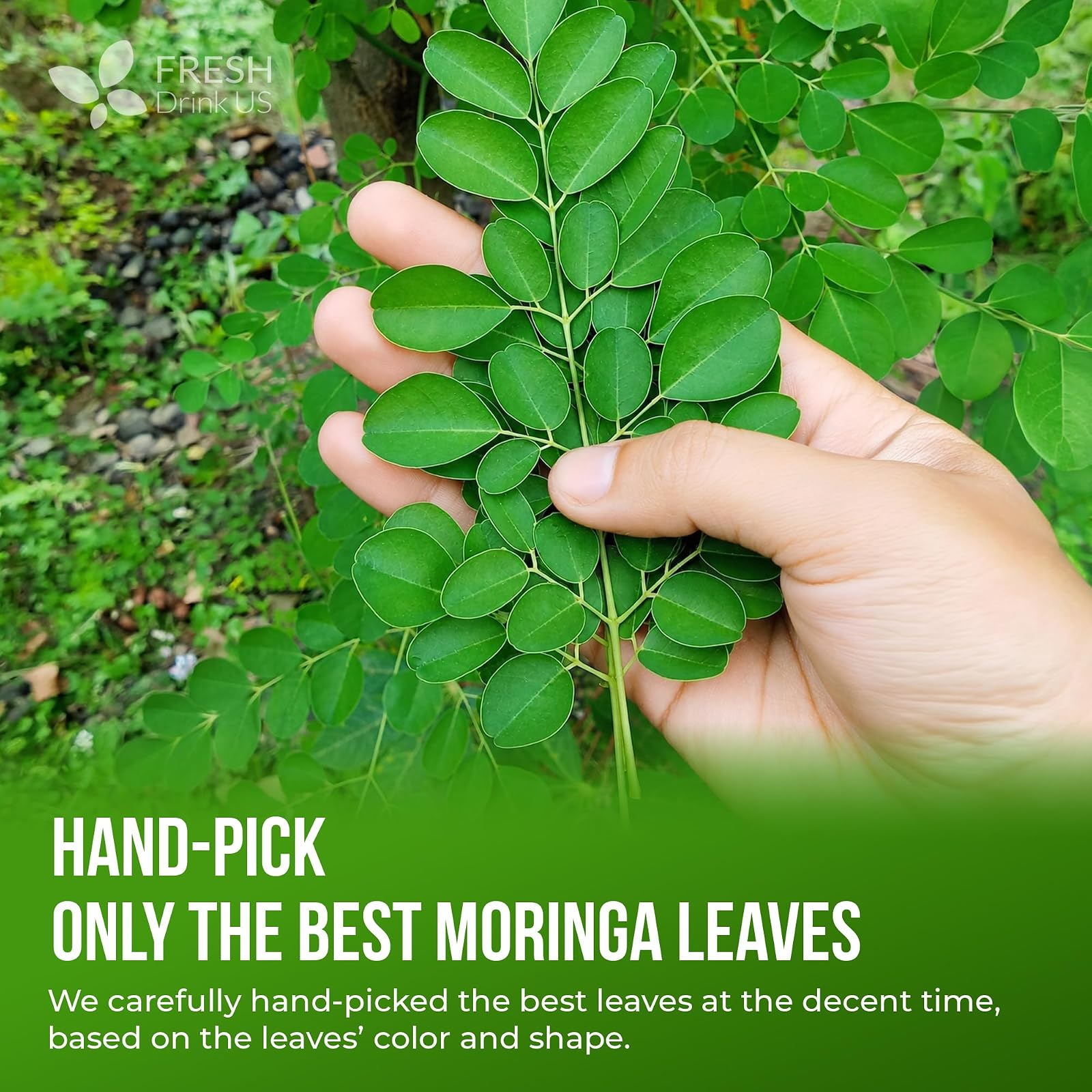 moringa tea for energy boost