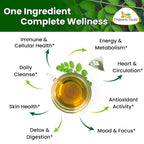 moringa tea for wellness and health