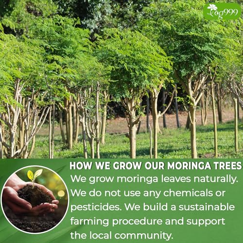 moringa tea for wellness support