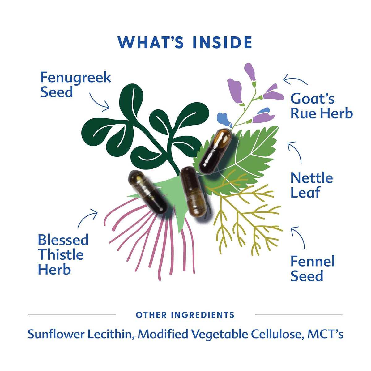 Motherlove milk thistle for increased milk supply