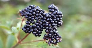Mrs. Miller's elderberry spread for breakfast
