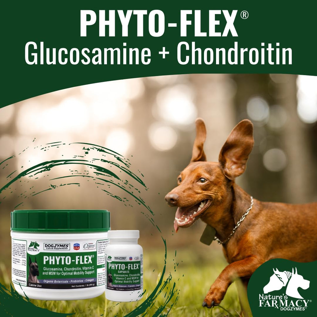 MSM for dog joint health