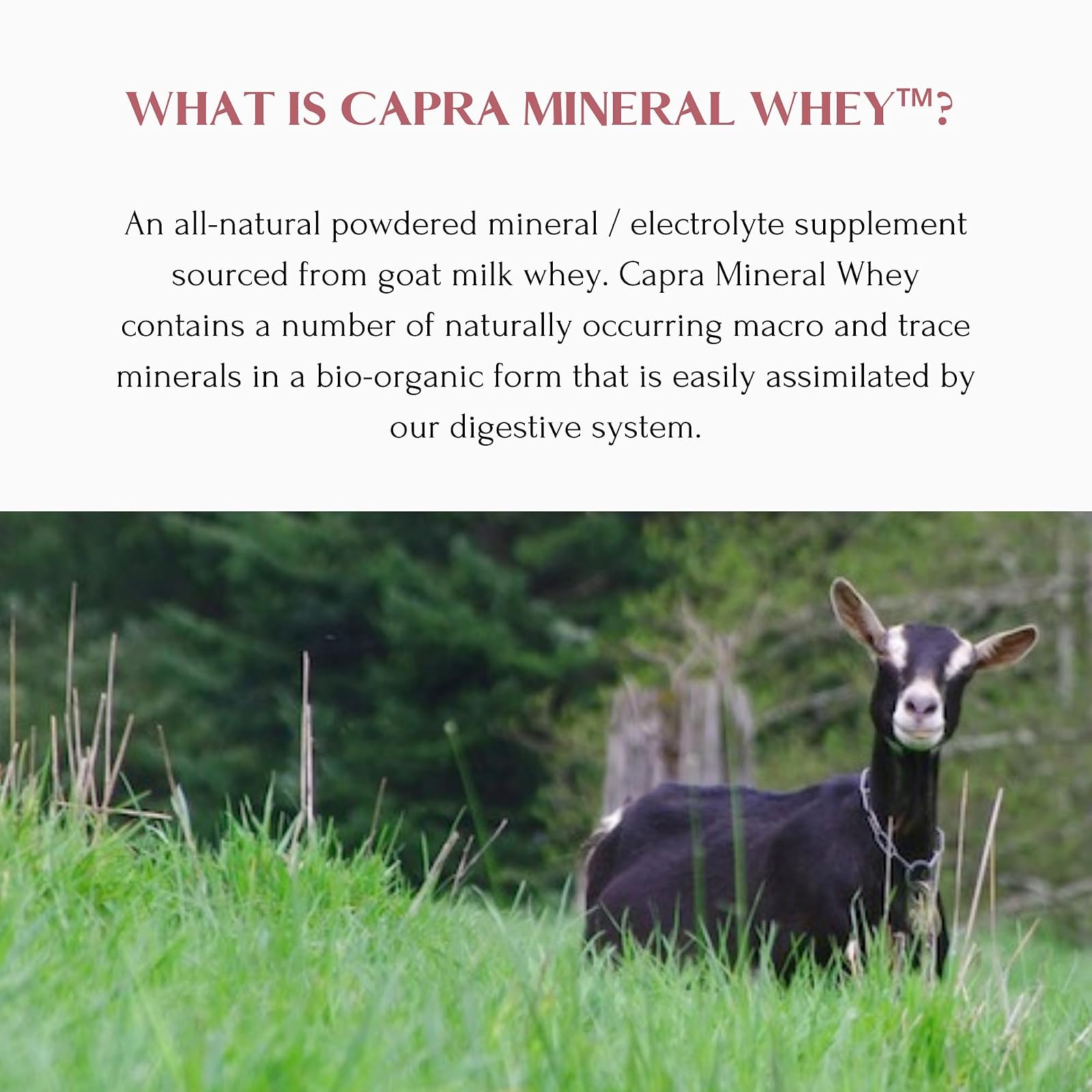 Mt. Capra whey with essential electrolytes