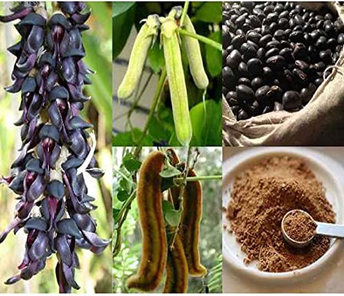 Mucuna Pruriens for vitality support
