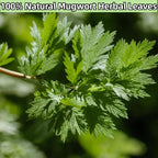 mugwort herb for digestive health