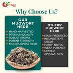 mugwort herb for herbal blends