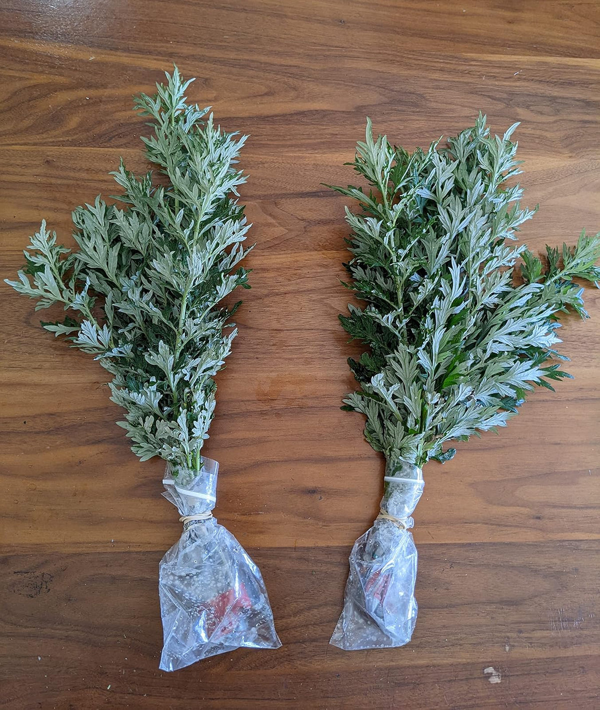 mugwort herb for herbal tea