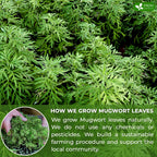 Mugwort leaf tea for digestion