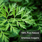 mugwort tea for restful sleep