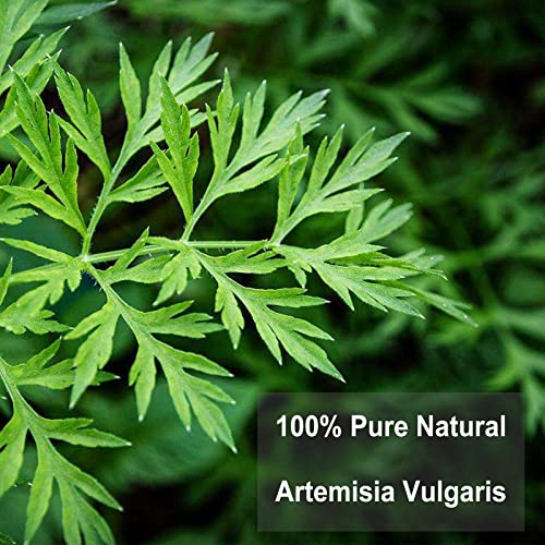 mugwort tea for restful sleep