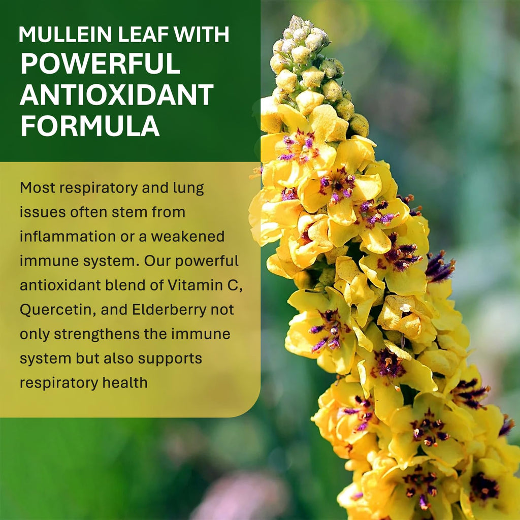 mullein drops for immune support