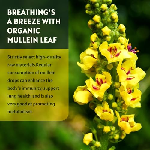 mullein drops for overall health