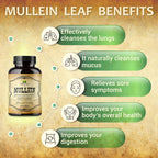Mullein extract for immune support