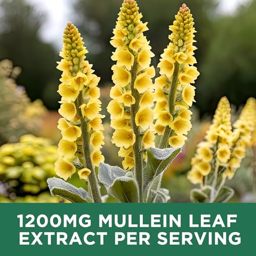 mullein extract for immune support
