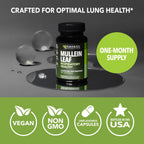 Mullein extract for lung function