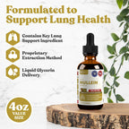 Mullein extract for respiratory support