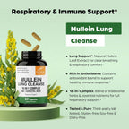 Mullein extract for seasonal allergies
