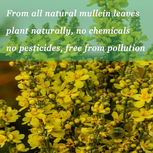 mullein flower benefits for immunity