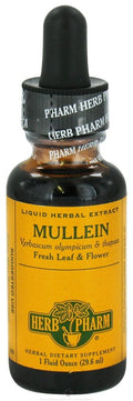 mullein flower herbal remedy benefits