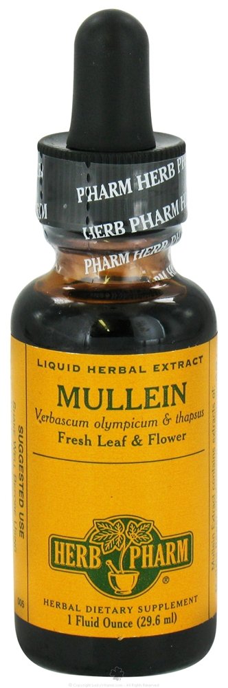 mullein flower herbal remedy benefits
