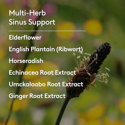 mullein leaf benefits for health
