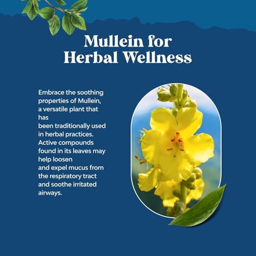 mullein leaf benefits for wellness
