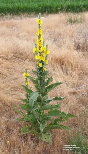 Mullein leaf extract for soothing throat