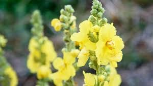 Mullein leaf infusion for relaxation