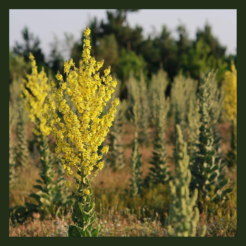 Mullein leaf infusion for respiratory health