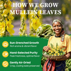 Mullein tea bags for daily detox