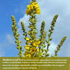 mullein tea bags for wellness benefits