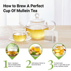 mullein tea for respiratory health