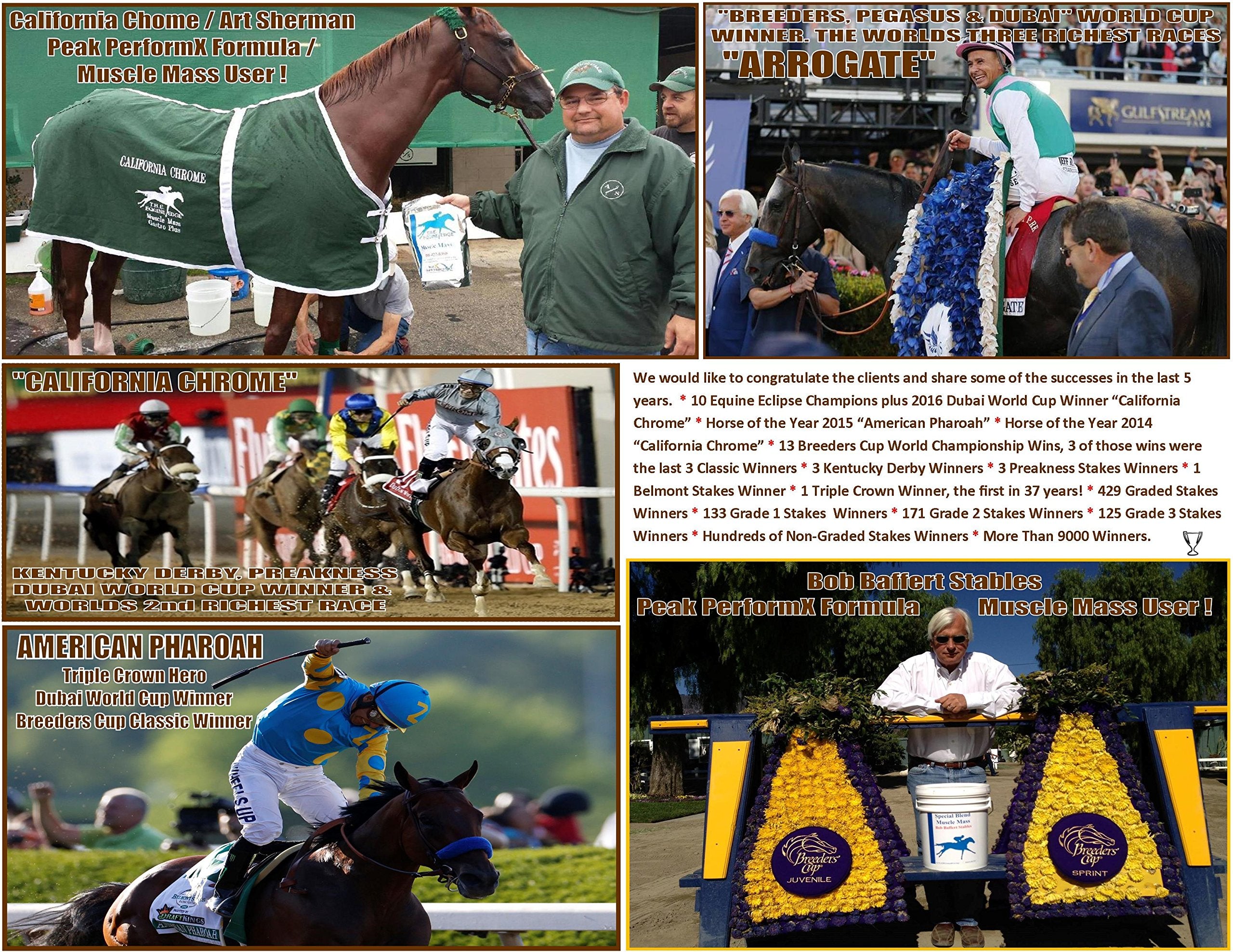 Multi vitamin blend for equine health