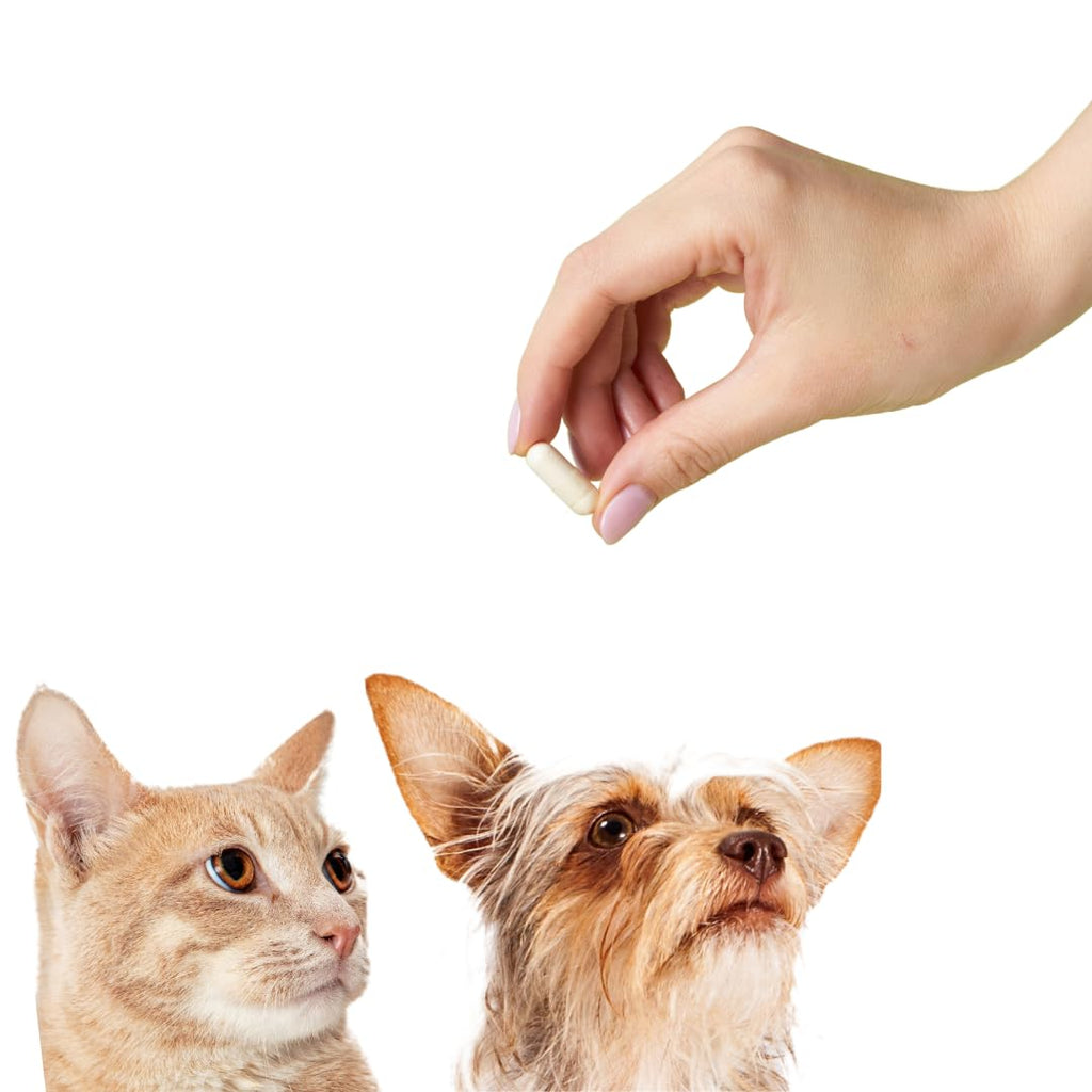 multivitamin capsule filling made easy