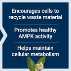 multivitamin for men with autophagy support
