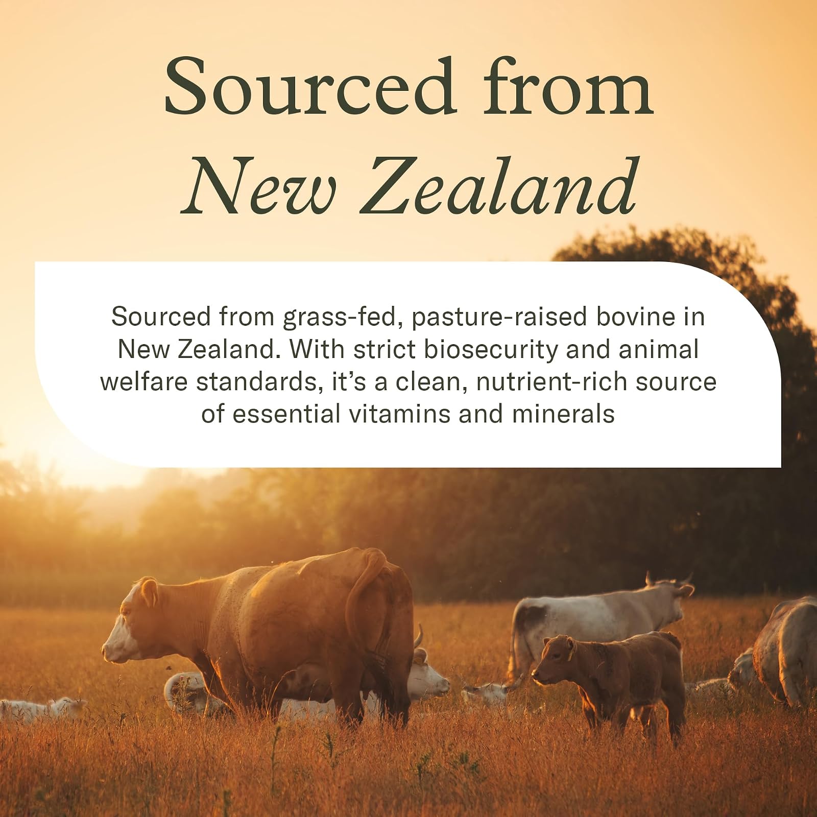 multivitamin for men with beef organs