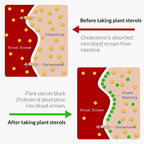 multivitamin for men with plant sterols