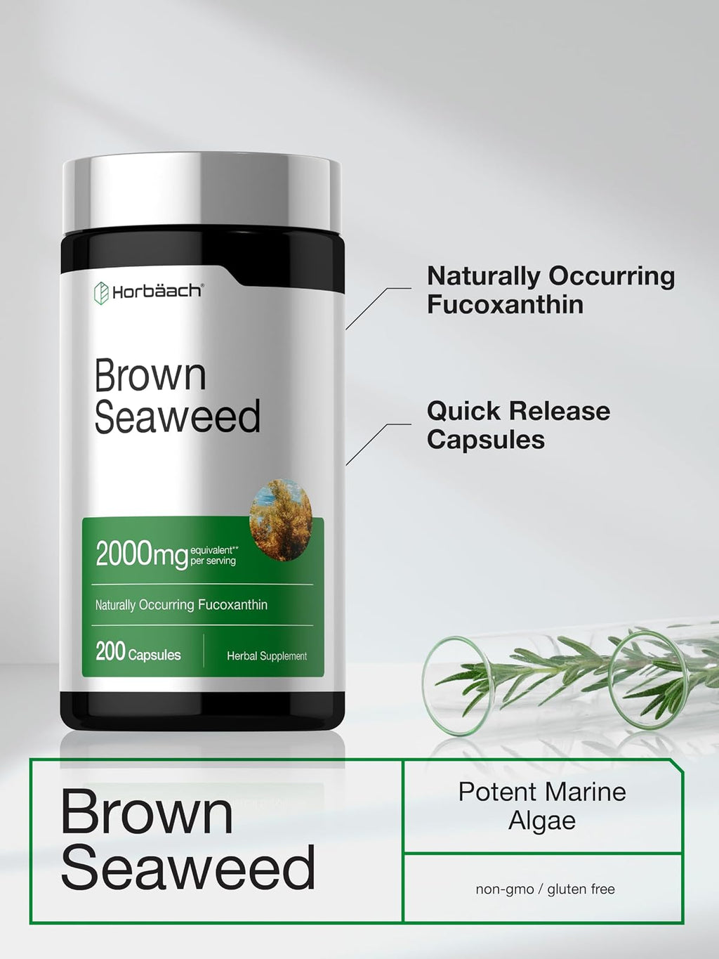 multivitamin for men with seaweed extract