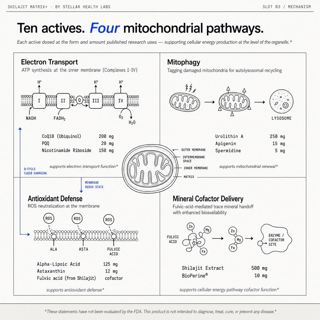 multivitamin for men with Ubiquinol