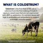 multivitamin for seniors with colostrum